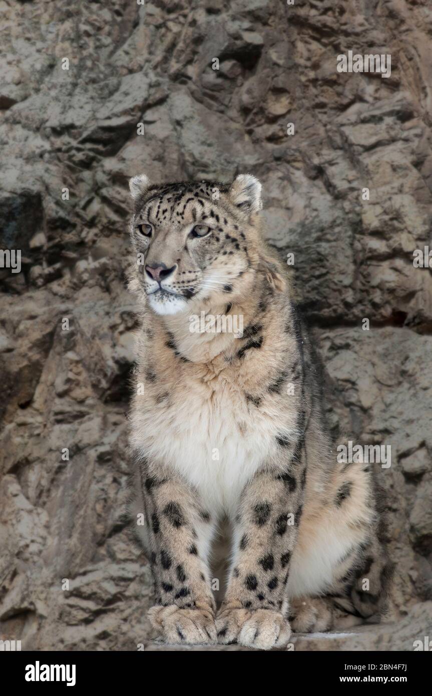 Camouflage Snow Leopard