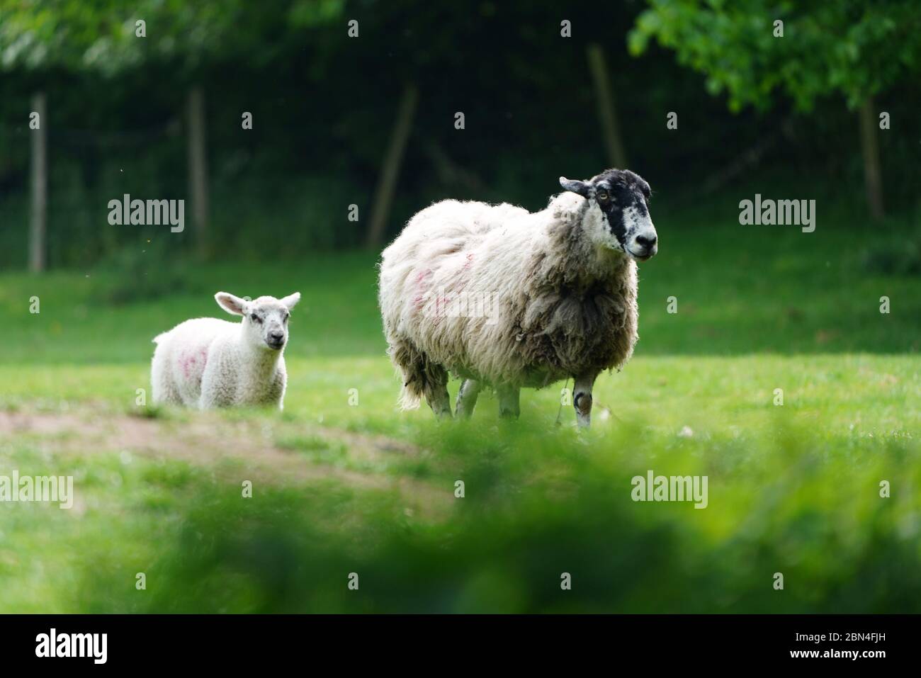 A sheep and her young lamb Stock Photo - Alamy
