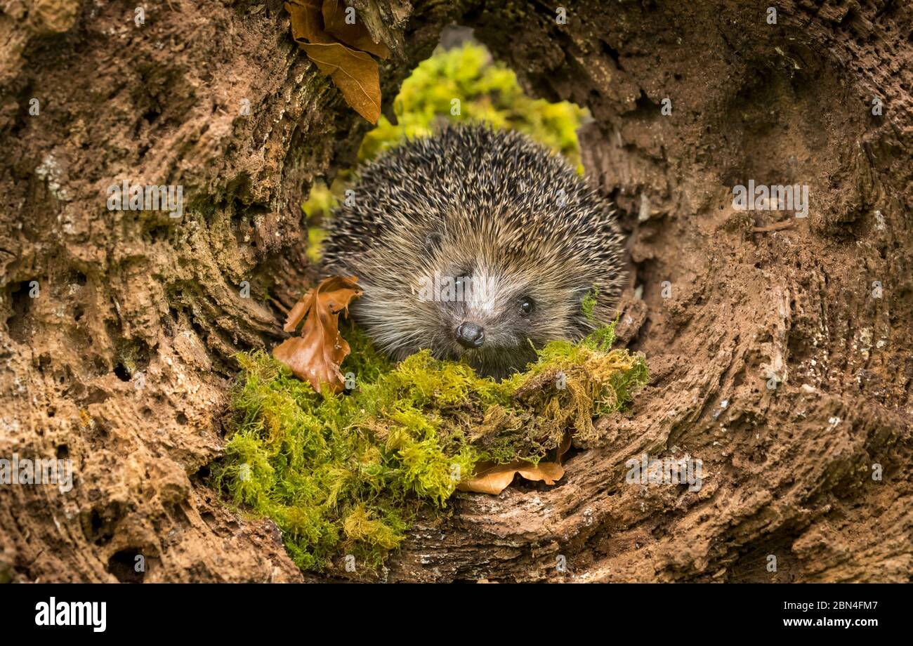 Hibernacula hi-res stock photography and images - Alamy