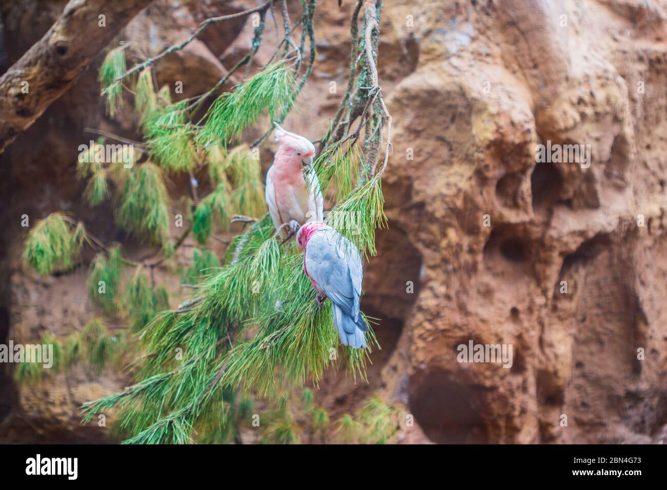 Soft color parrot portrait. Pink cockatoo parrot. Soft color parrot ...