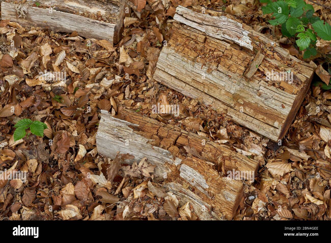 Dead wood on the forest floor is slowly decaying Stock Photo - Alamy