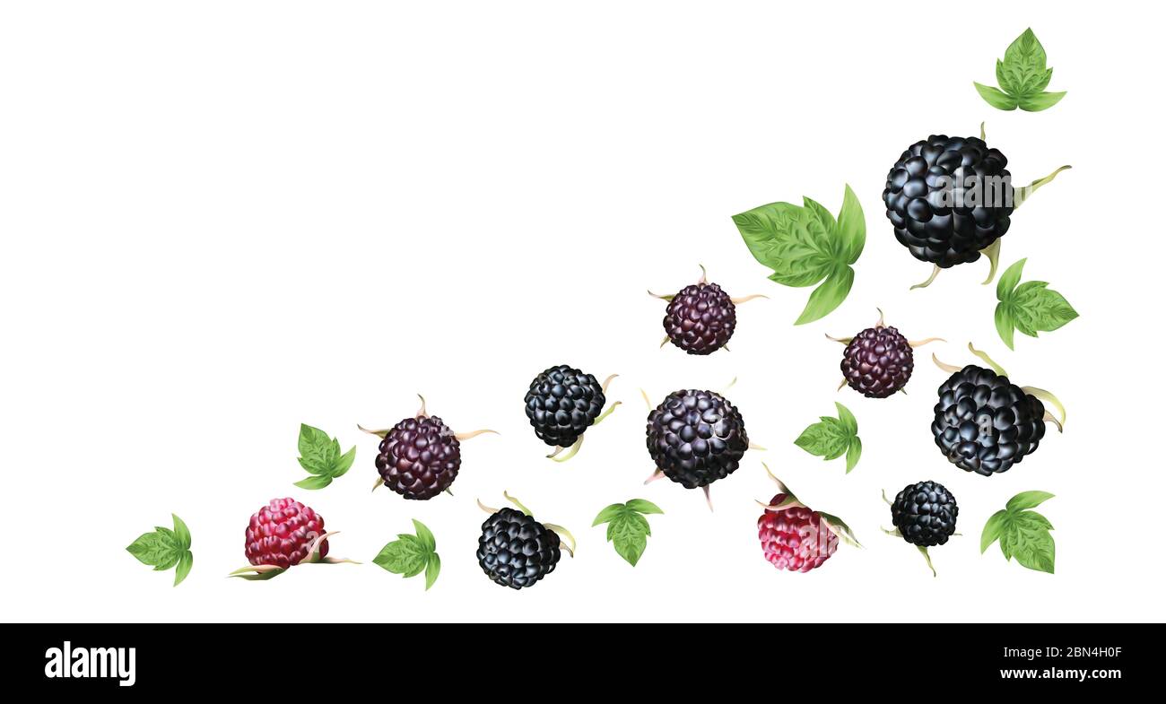 Fresh ripe blackberry with green leaf isolated on white background ...