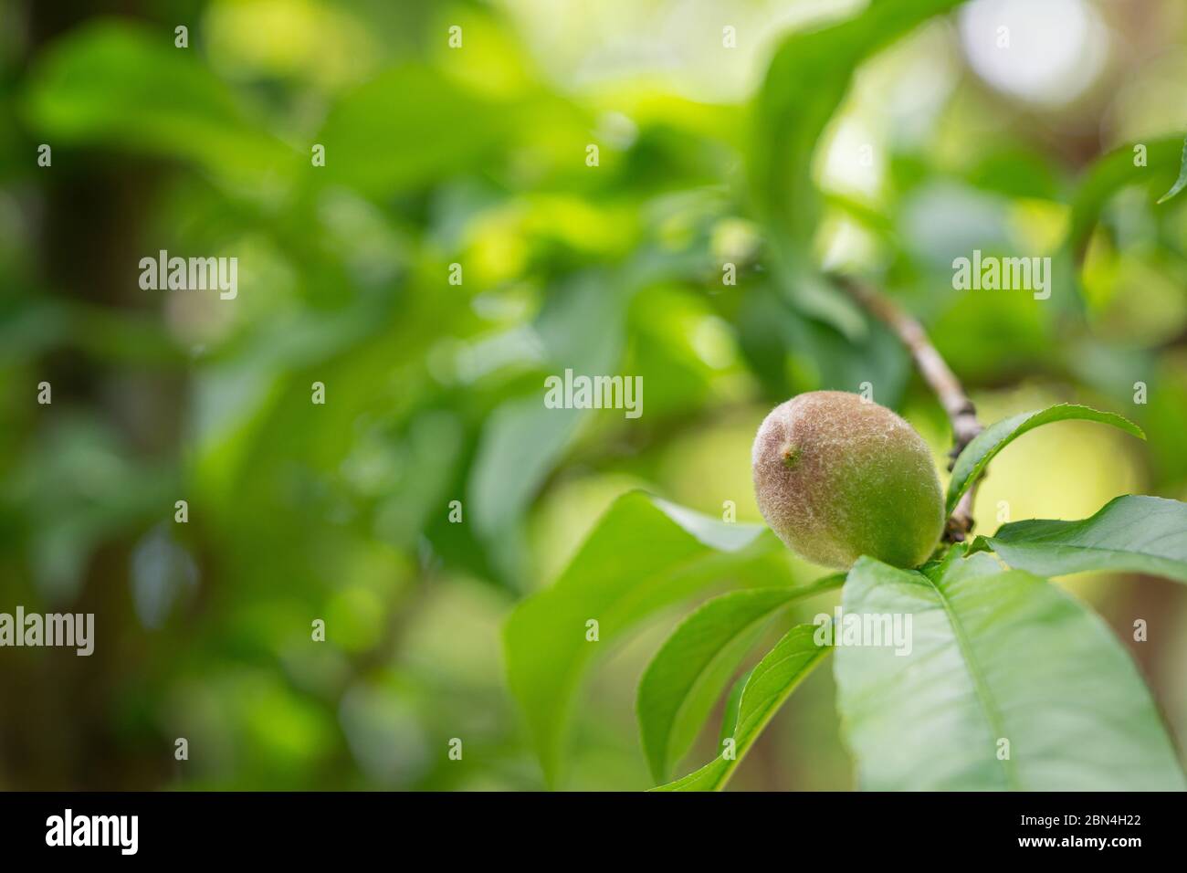 Peach fruit small tree hi-res stock photography and images - Alamy