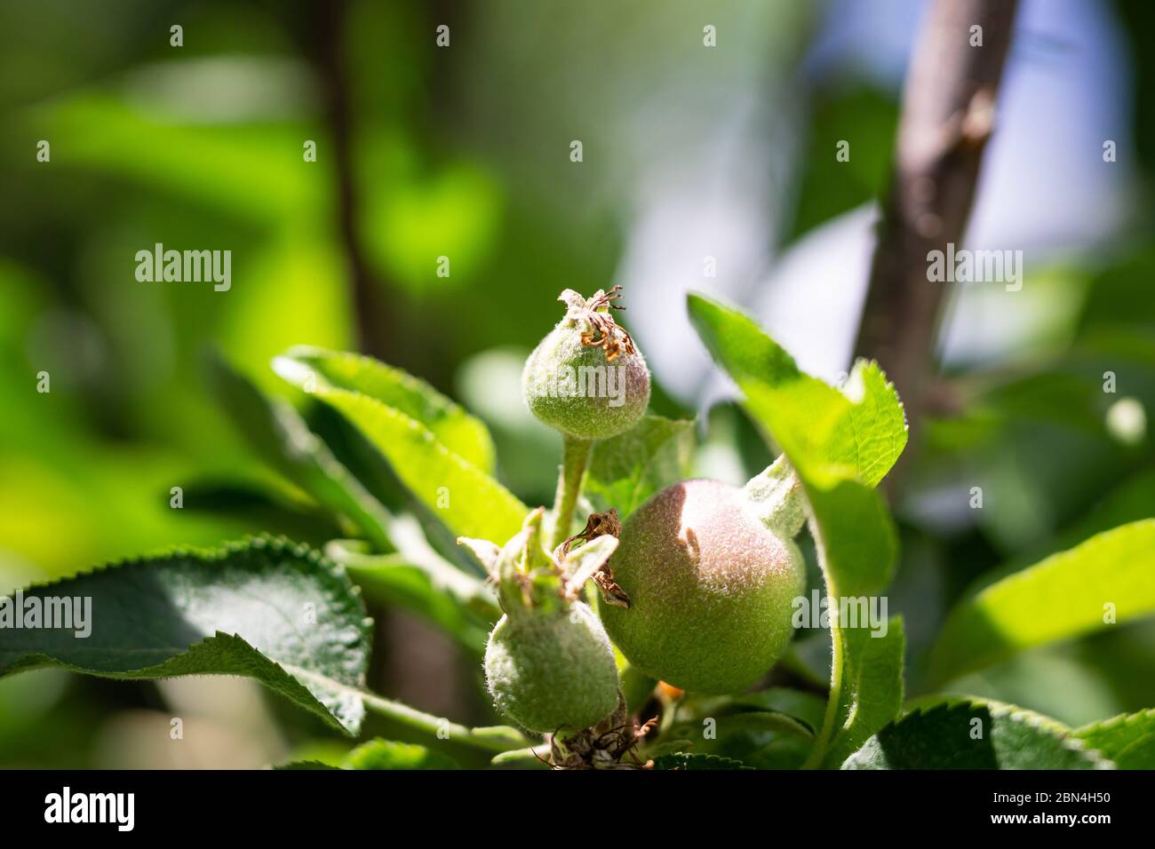 Peach fruit small tree hi-res stock photography and images - Alamy