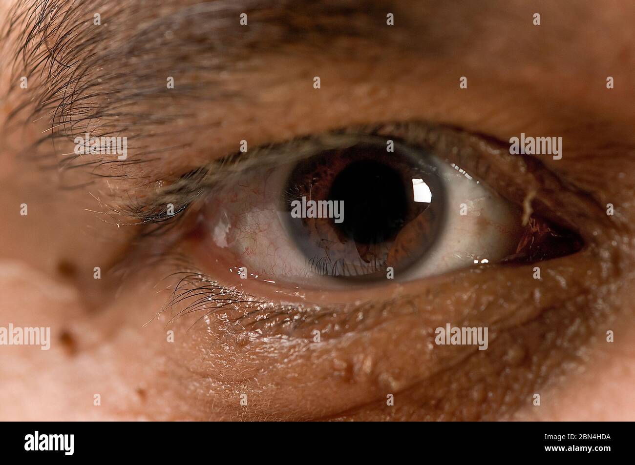 Caucasian mans brown eyes close hi-res stock photography and images - Alamy