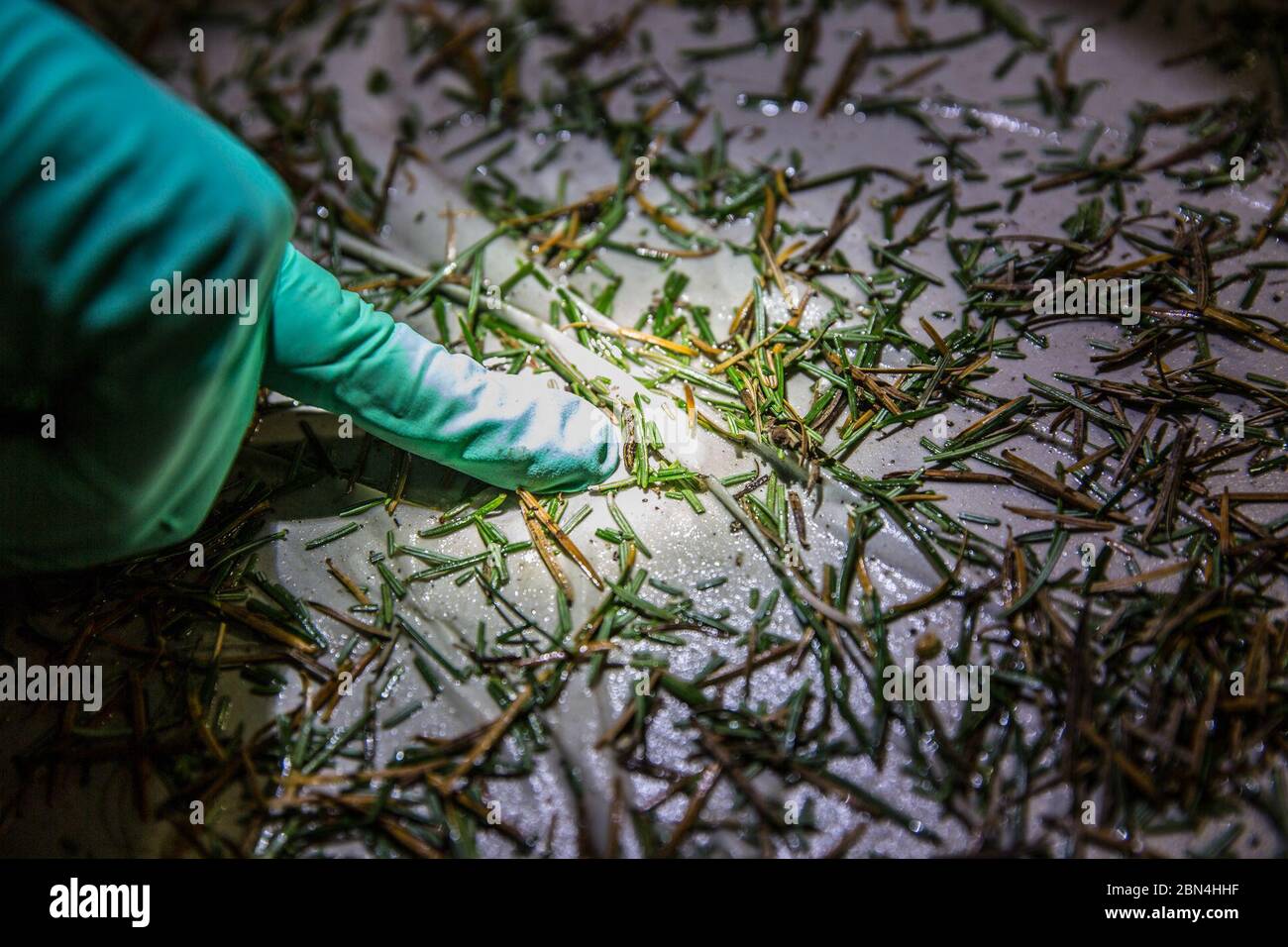 Tree identifies hi-res stock photography and images - Alamy