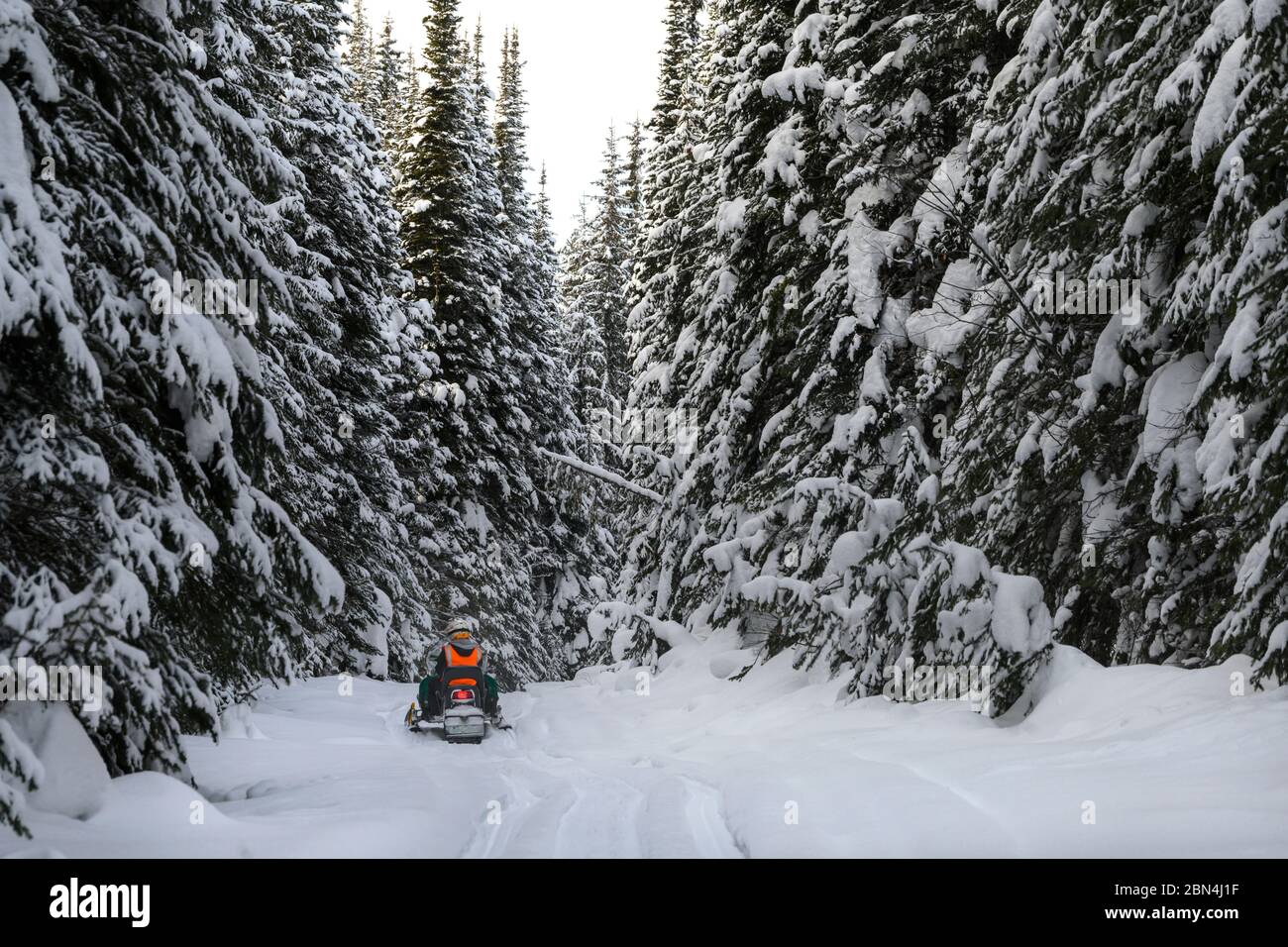 Tourist riding snowmobile in snow, Sun Peaks Resort, Sun Peaks, British ...
