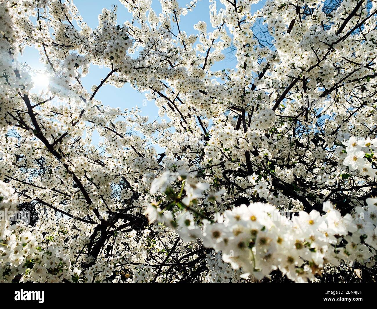 flowering white trees spring as background flowers Stock Photo - Alamy