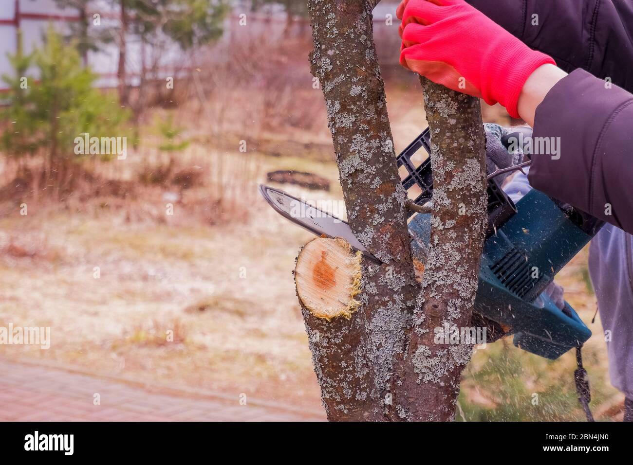 Detail of a wood sawing in the garden.Professional gardener cuts ...