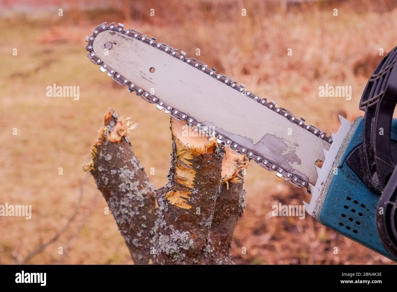 Detail of a wood sawing in the garden.Professional gardener cuts ...