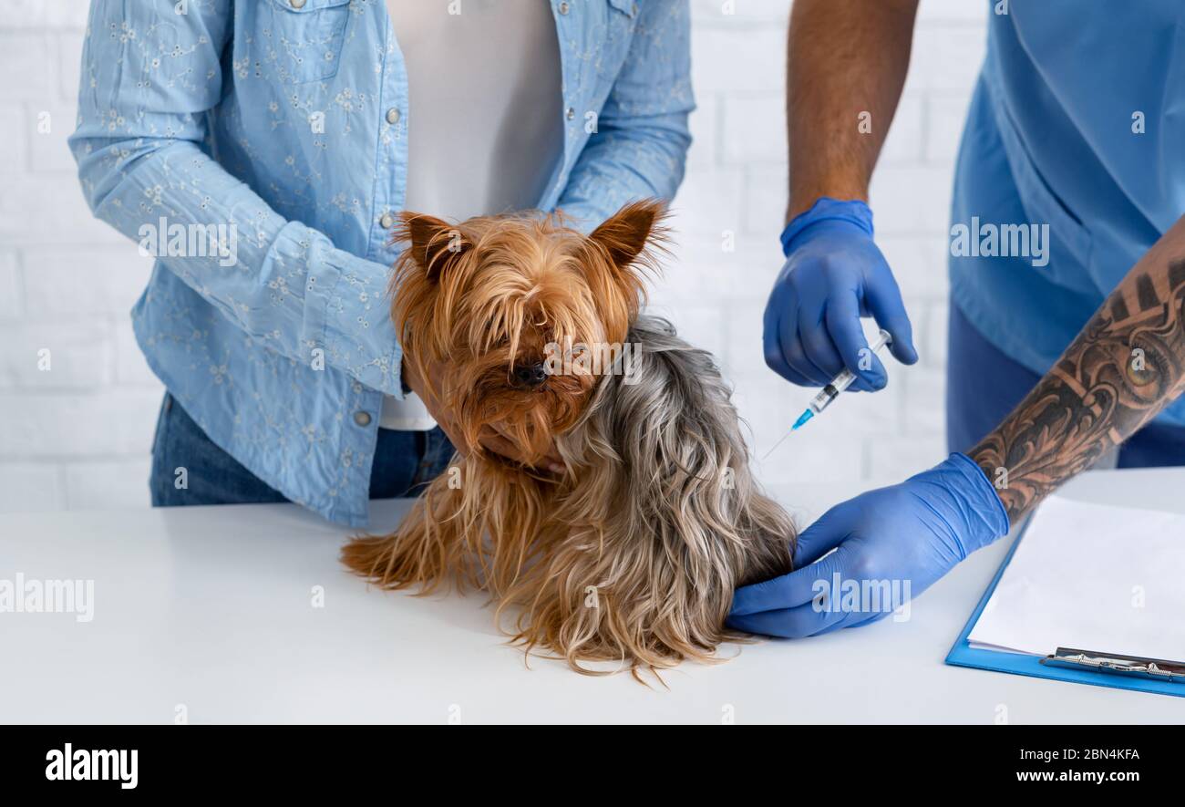 Doctor giving injection to dog hi-res stock photography and images - Alamy