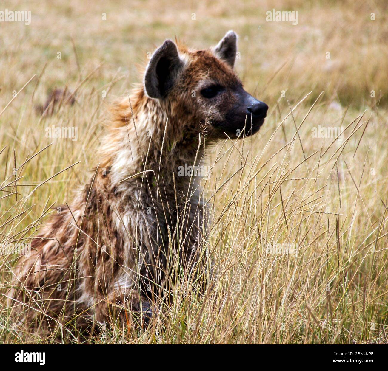 Spotted Hyena watching in the tall grass Stock Photo - Alamy