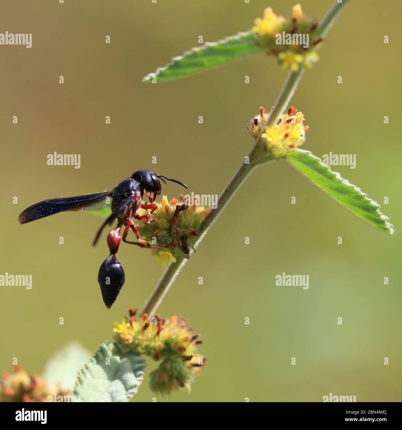 Mischocyttarus drewseni hi-res stock photography and images - Alamy