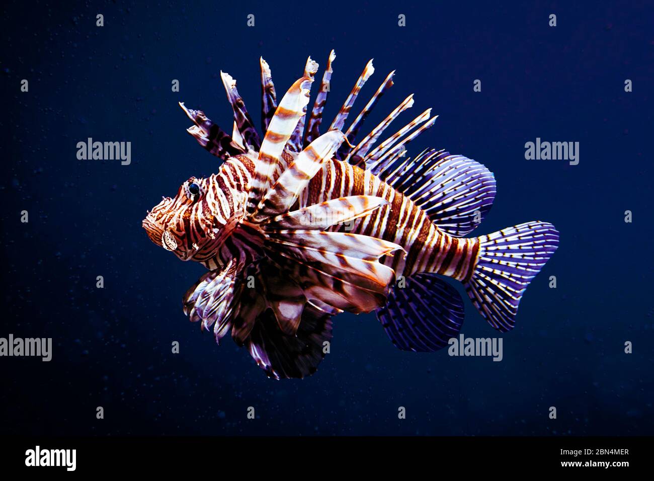 Lion fish are fabulous and feared residents of their Pacific home ...