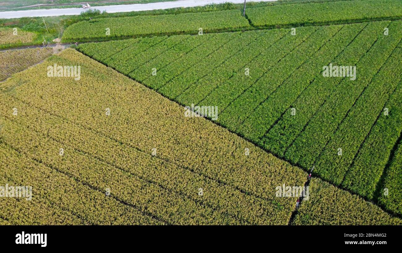 Green young rice field texture. Green rice plants growing. Aerial View ...