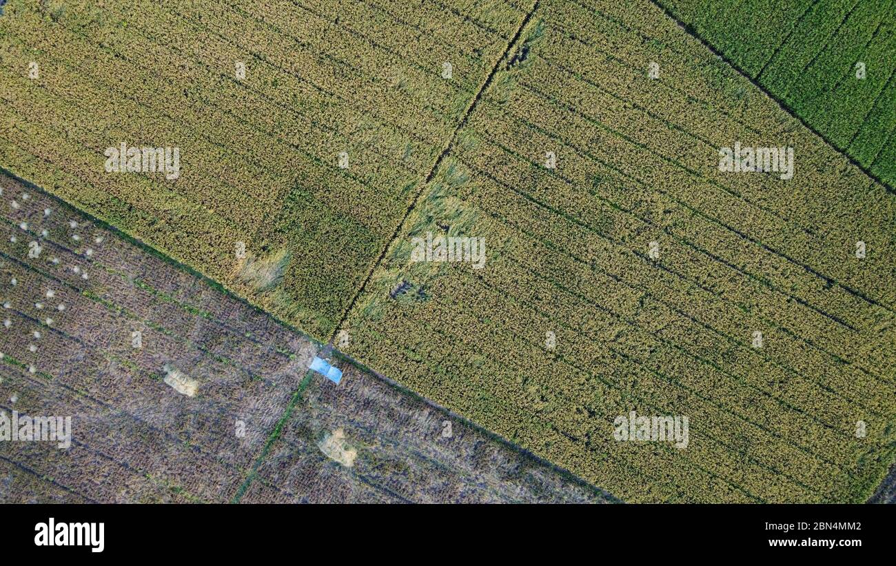 Green young rice field texture. Green rice plants growing. Aerial View ...
