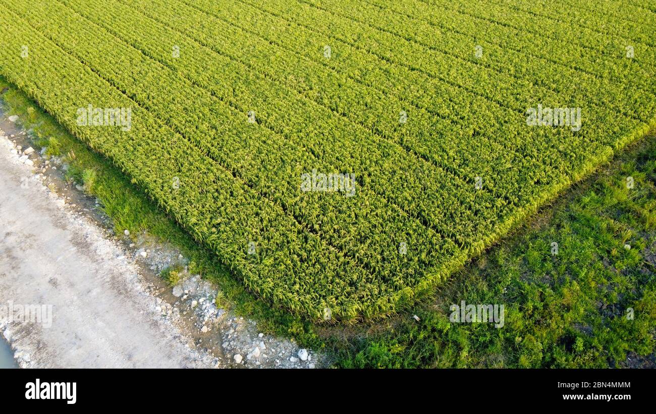 Green young rice field texture. Green rice plants growing. Aerial View ...