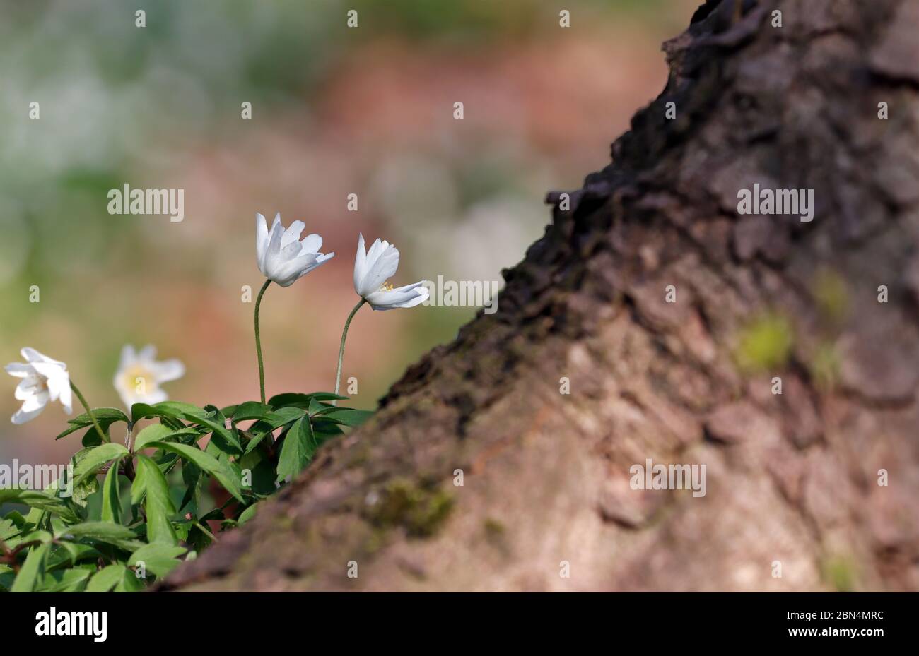 White spring flower wood anemone, anemone nemorosa or windflower ...