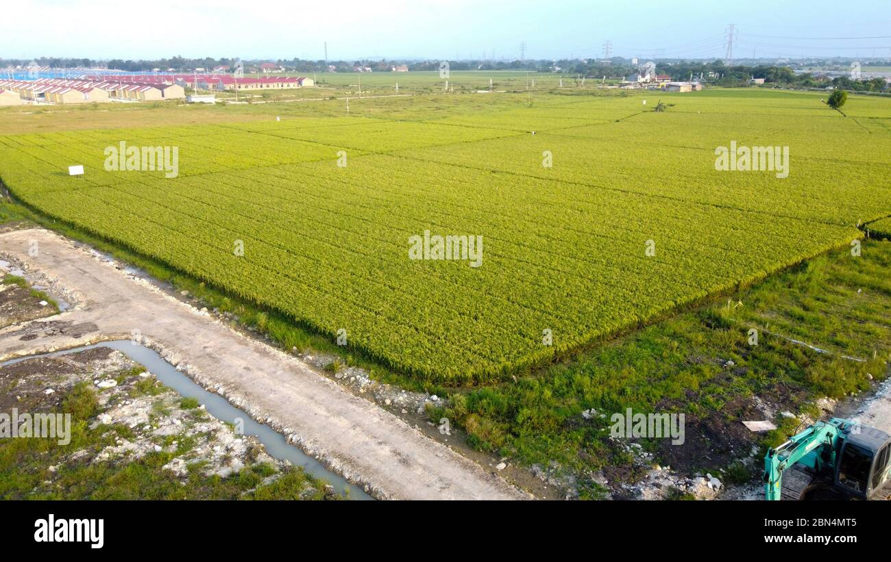 Green young rice field texture. Green rice plants growing. Aerial View ...