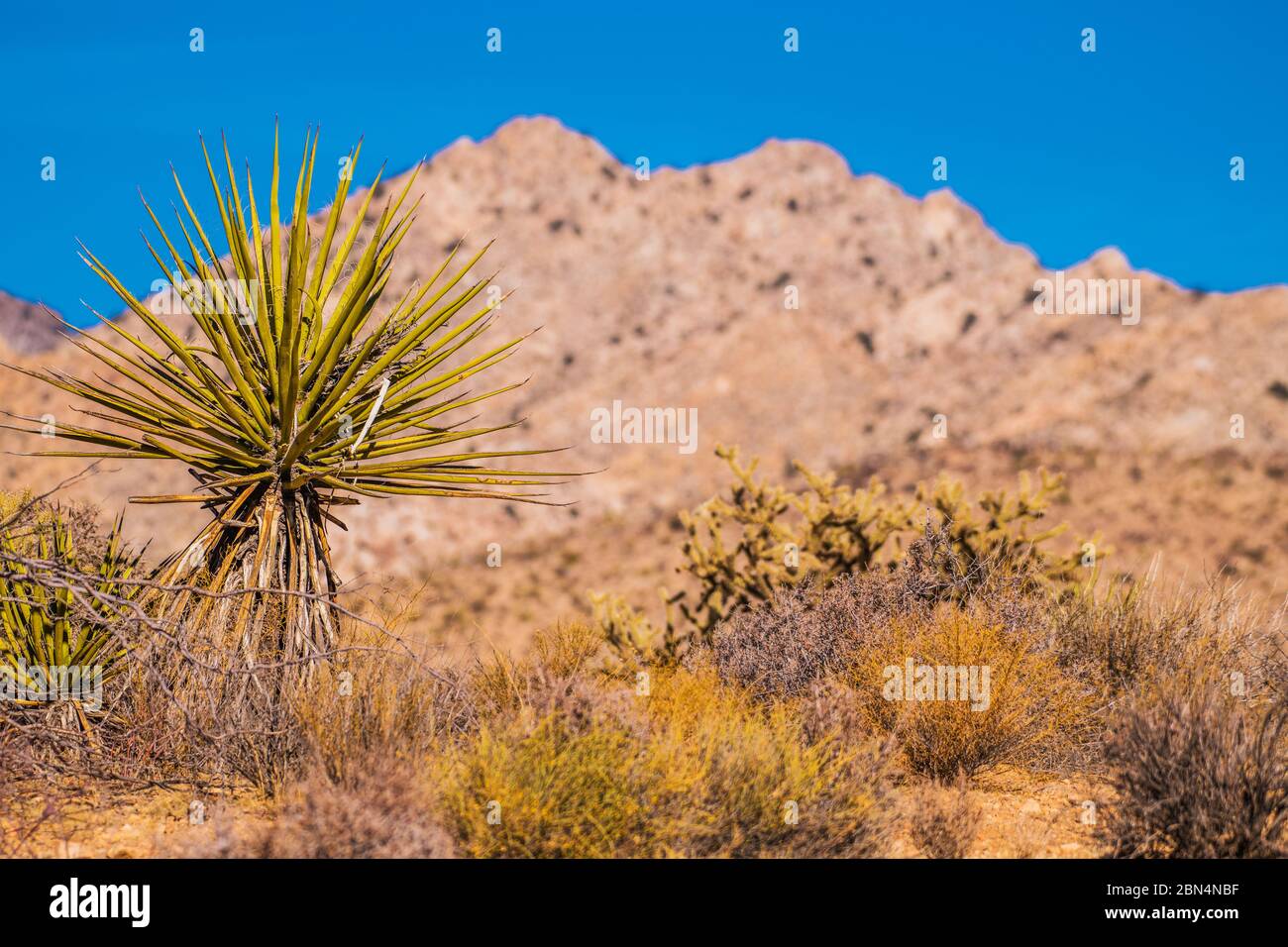 Landscape View Of Mojave Desert With Dry Bare Hills And Yucca Plants ...