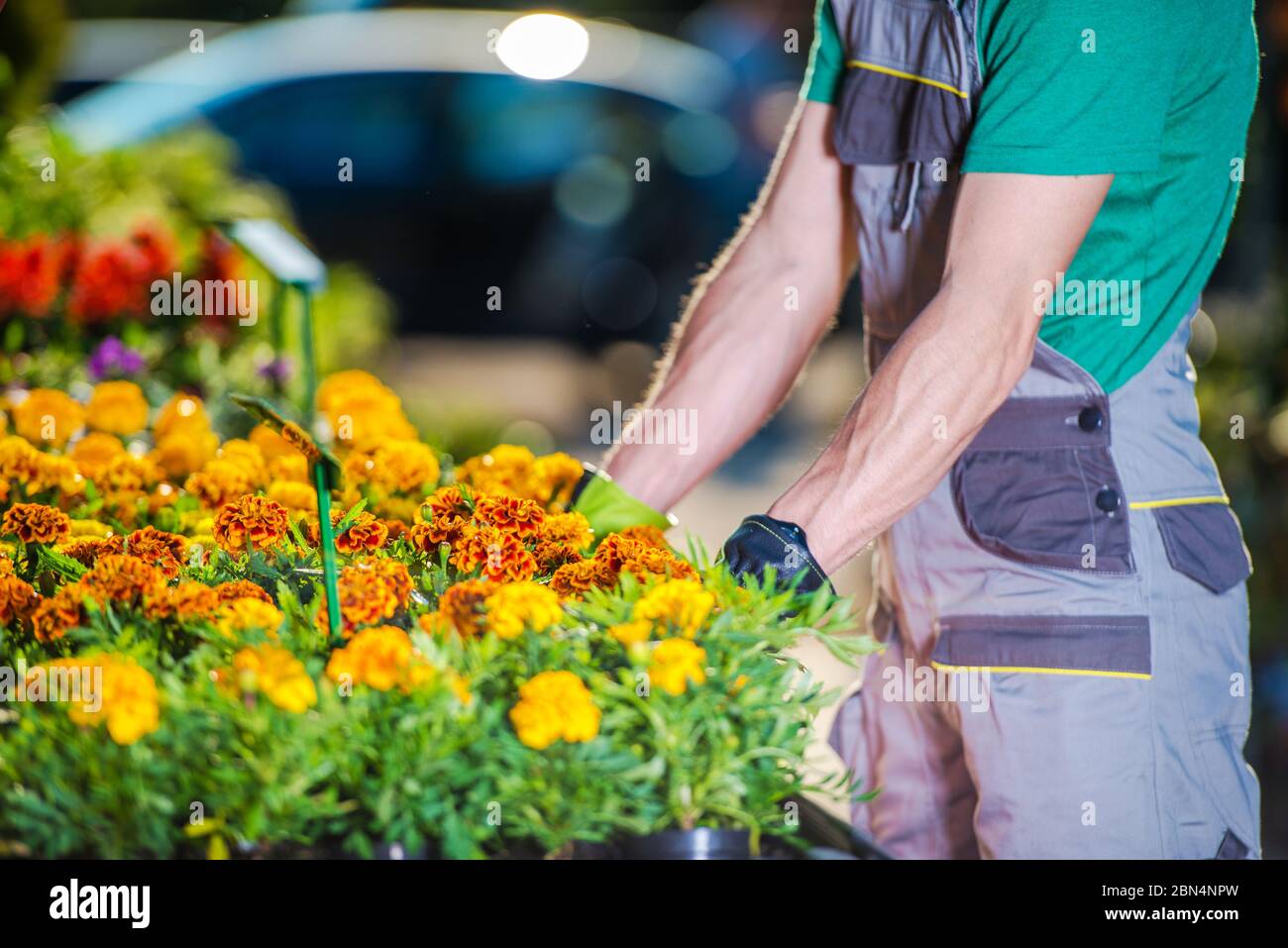Caucasian Male Worker Arranges Colorful Plants And Flowers On Display ...