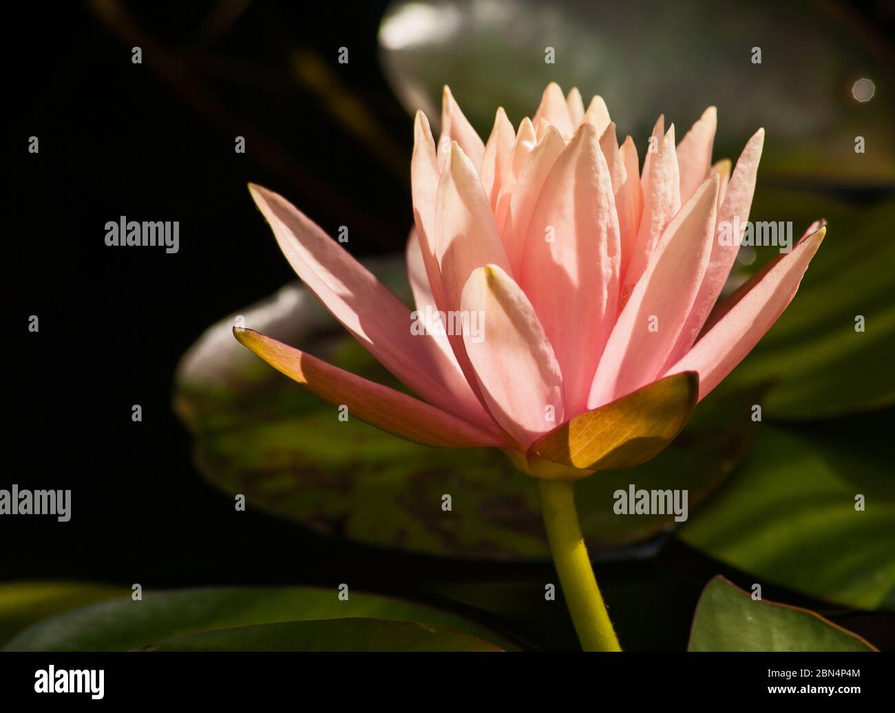 Water lily nymphaea caerulea hi-res stock photography and images - Alamy