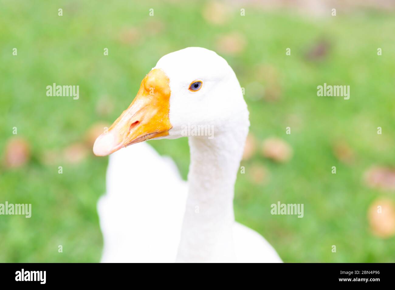 Beautiful White Duck With Yellow Beak Outdoors Stock Photo - Alamy
