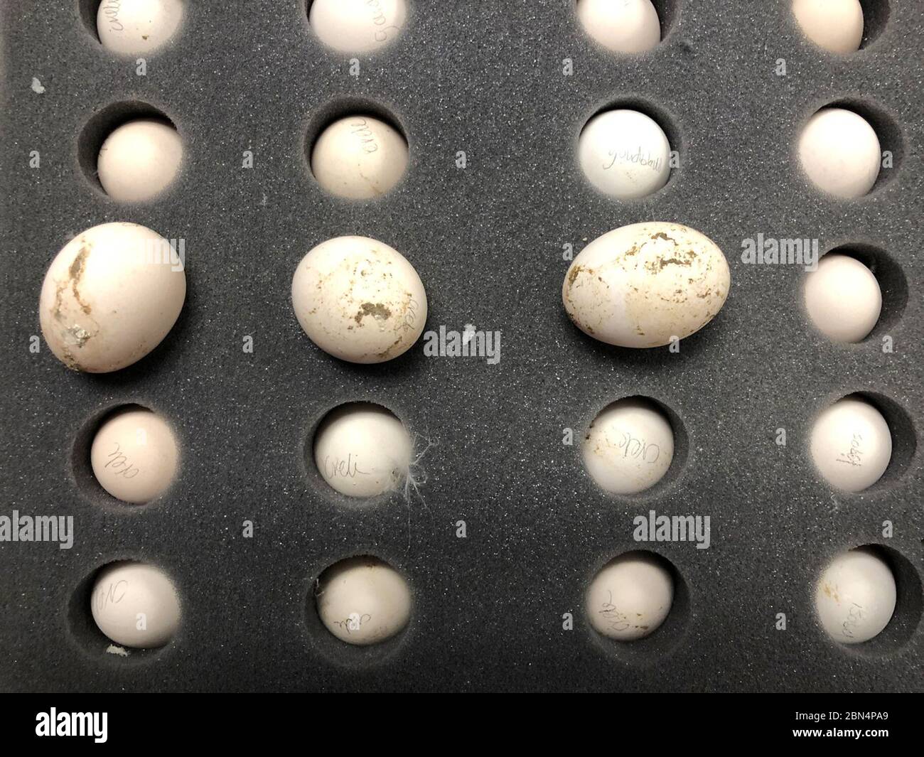 U.S. Customs and Border Protection (CBP) intercepted 40 incubated chick ...