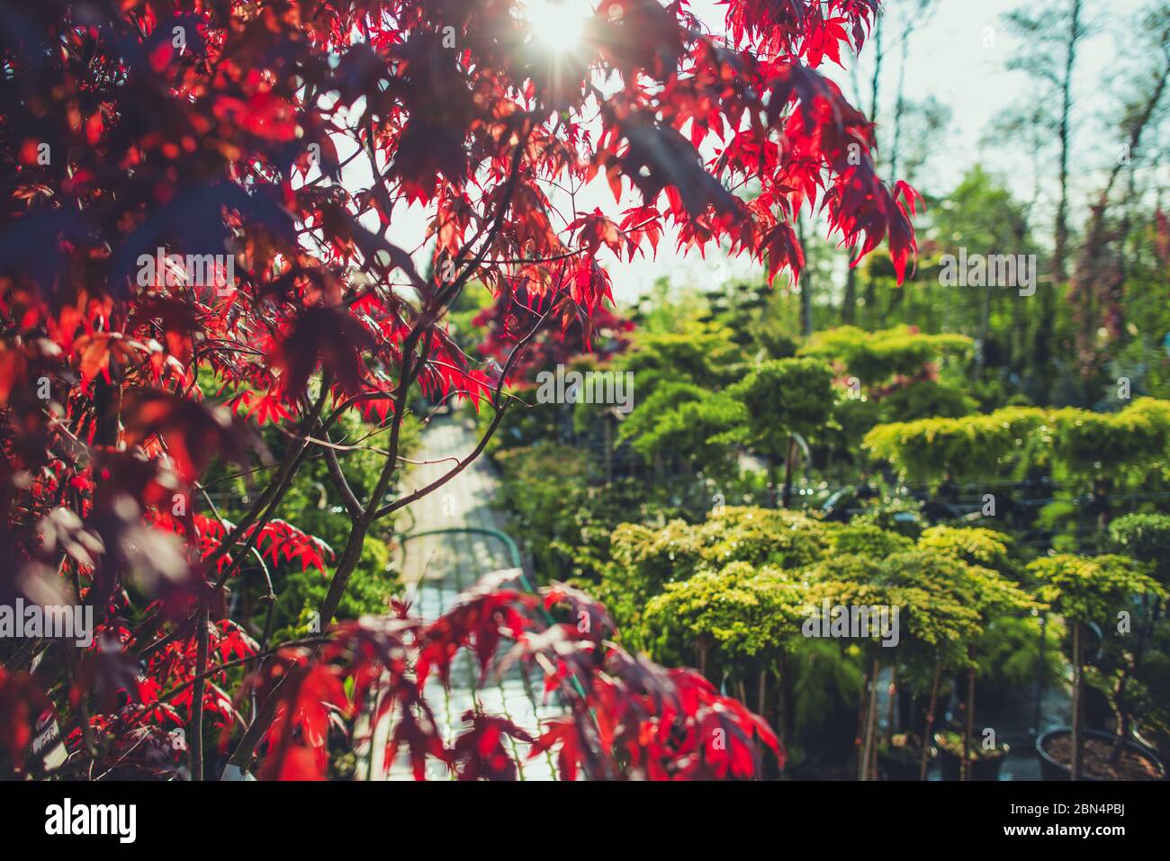 Small red tree in pot hi-res stock photography and images - Alamy