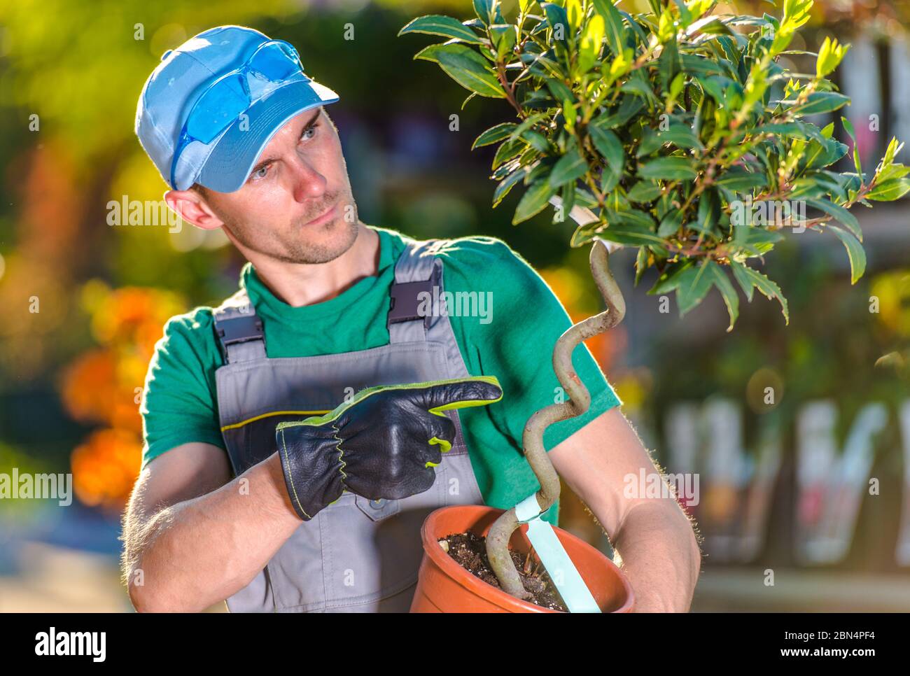 Caucasian Male Garden Center Salesman Holding Small Potted Tree And ...