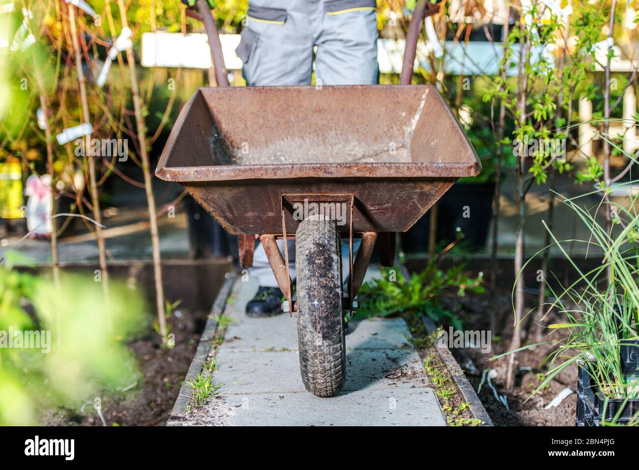 Landscape Contractor Pushing Brown Metal Wheelbarrow On Narrow Path In ...