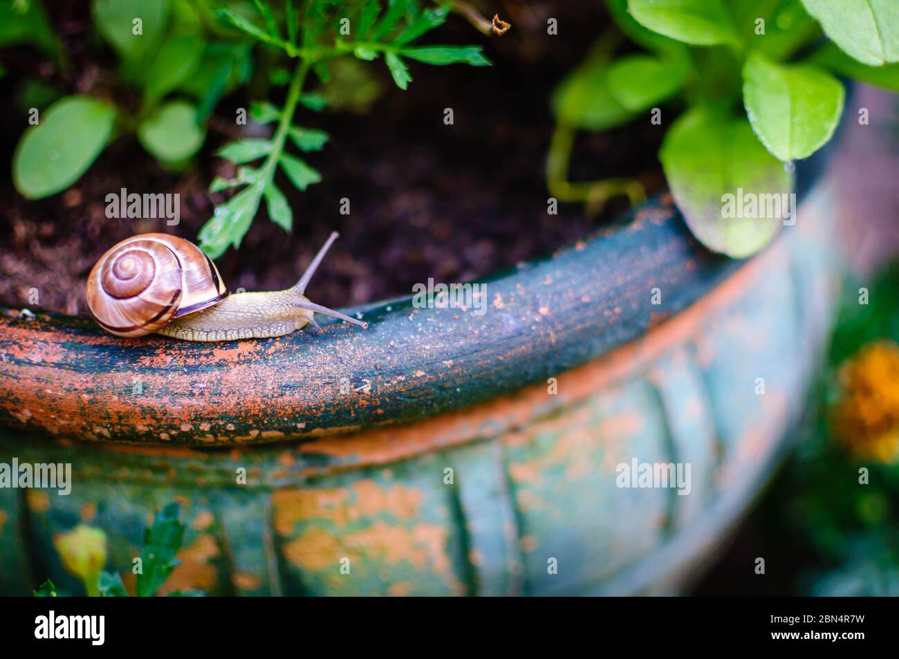 Snail flower pot hi-res stock photography and images - Alamy