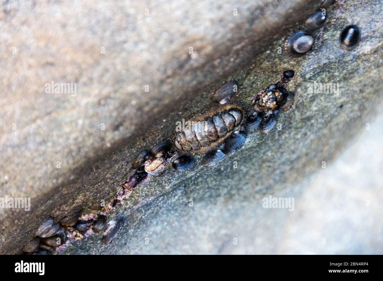 Lottia species hi-res stock photography and images - Alamy