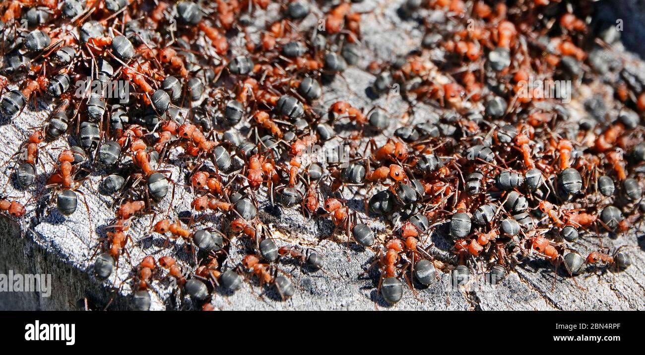 A swarm of Western Thatching ants, also called Formica ants, Formica ...