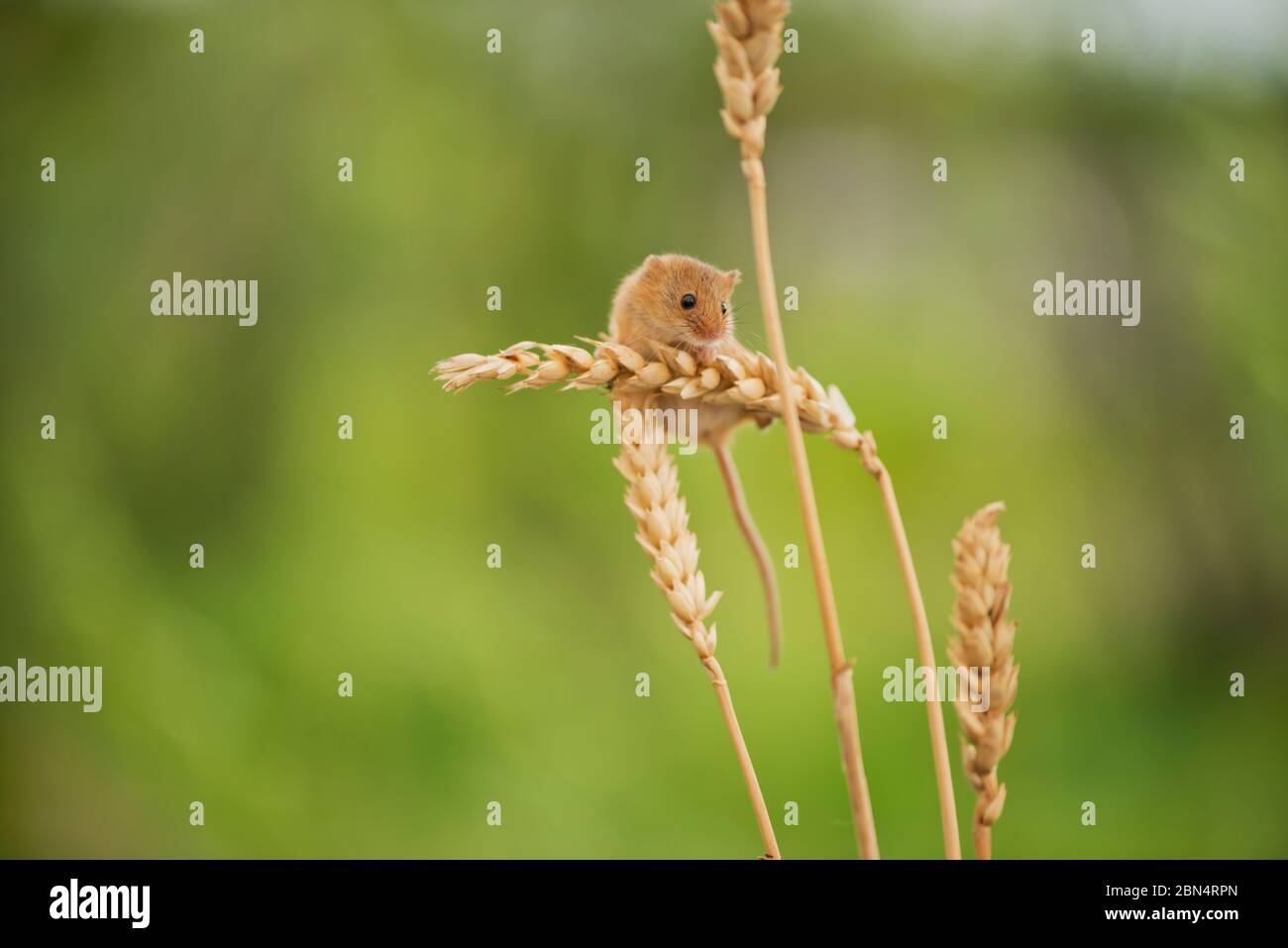 Harvest mouse stalk hi-res stock photography and images - Alamy