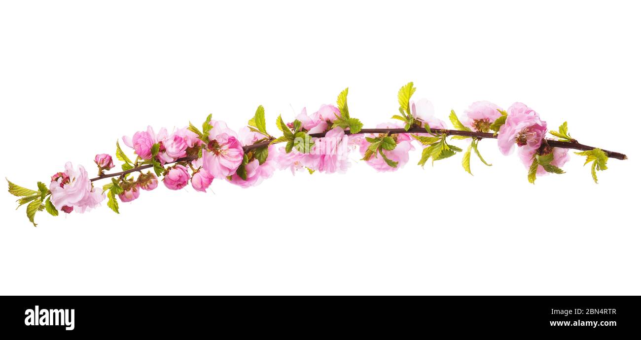 Sakura isolated hi-res stock photography and images - Alamy