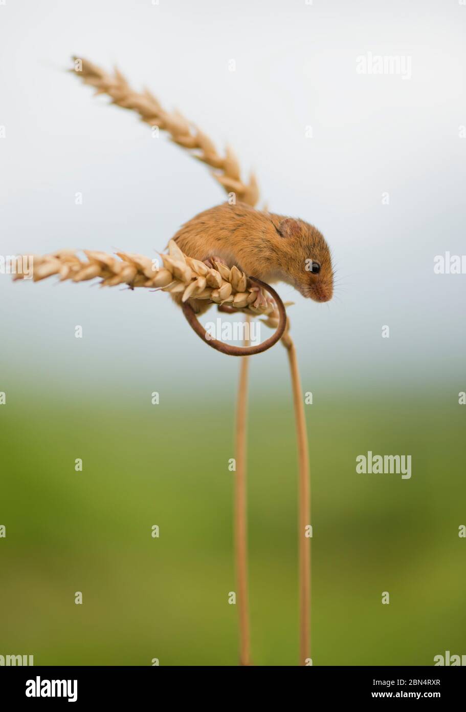 Harvest mouse stalk hi-res stock photography and images - Alamy