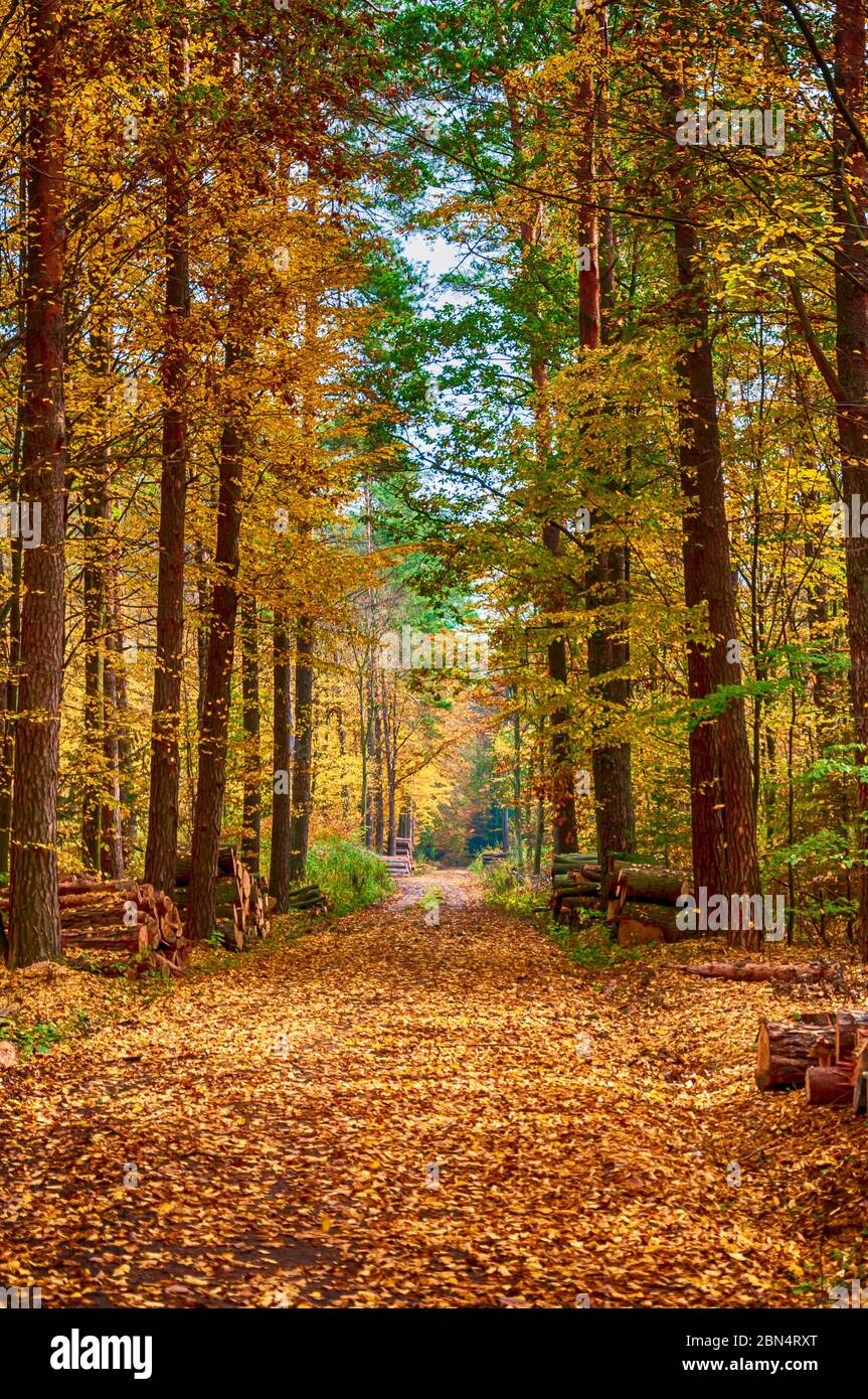 Golden autumn in the forest Stock Photo - Alamy