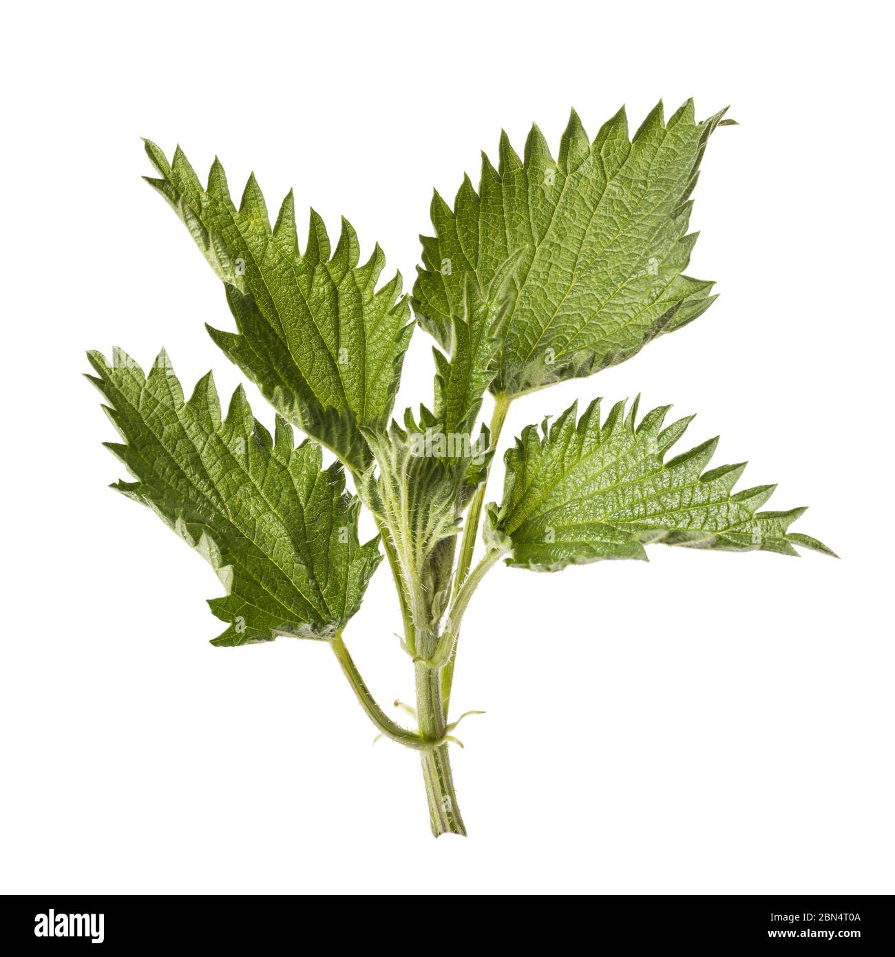 Branch of blooming nettle isolated on a white background. Photo ...