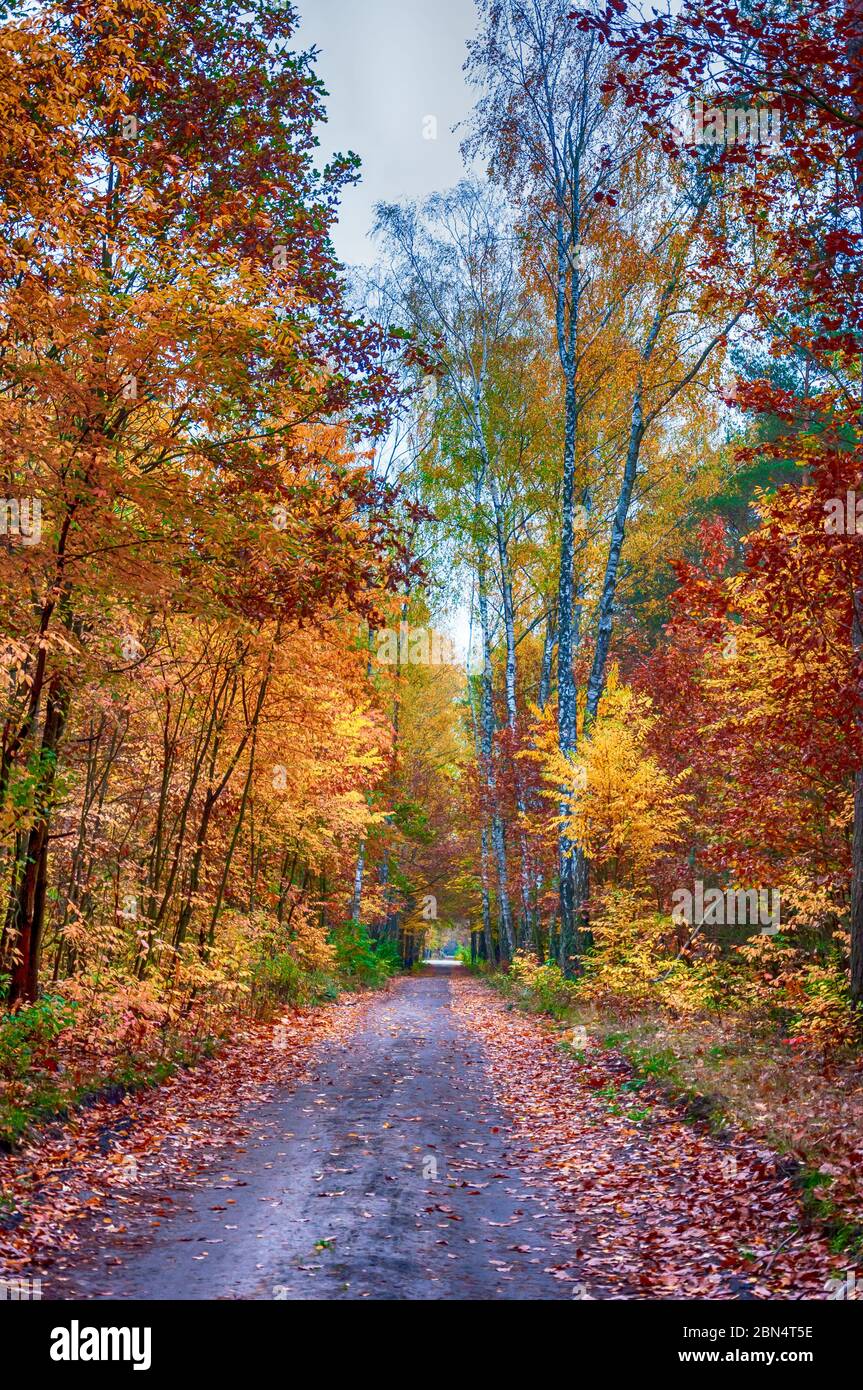 Golden autumn in the forest Stock Photo - Alamy