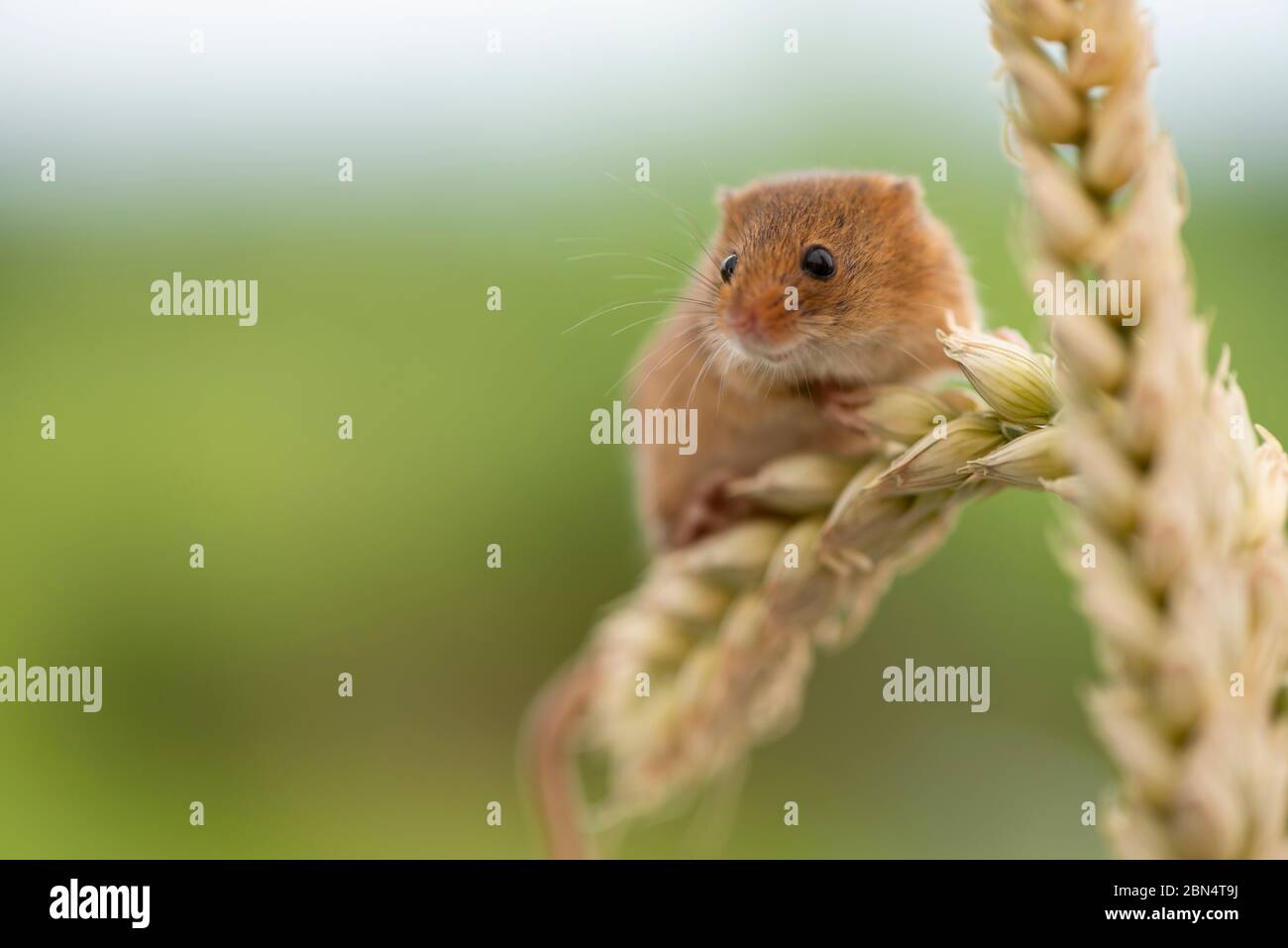 Harvest mouse stalk hi-res stock photography and images - Alamy
