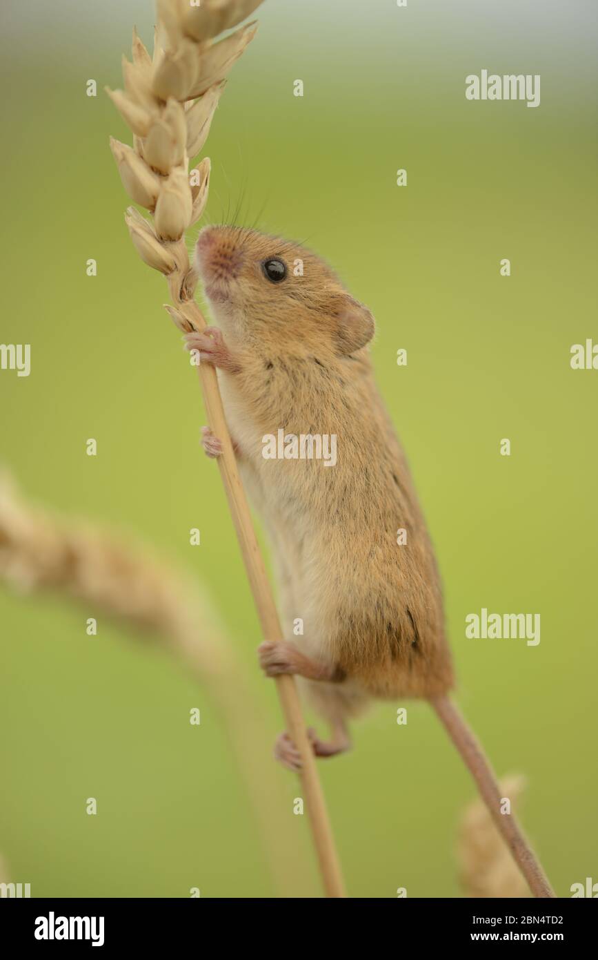 Harvest mouse stalk hi-res stock photography and images - Alamy