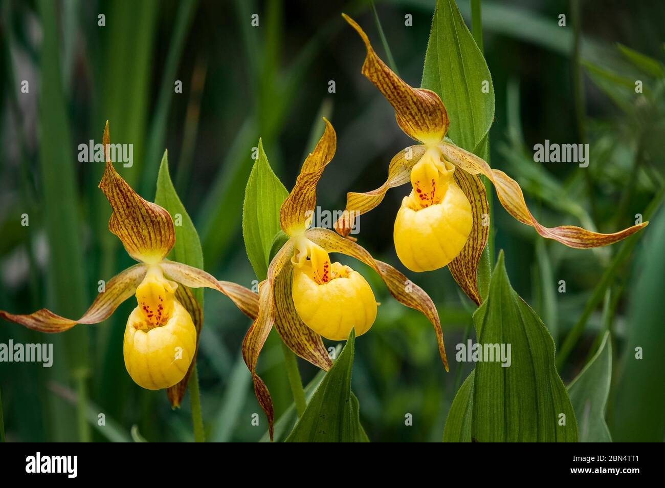 Yellow Ladyslipper orchid, Cypripedium calceolus,, Bow Valley ...