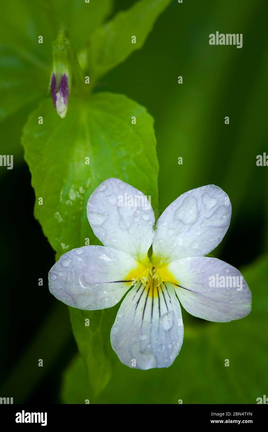 Canada violet viola canadensis hi-res stock photography and images - Alamy