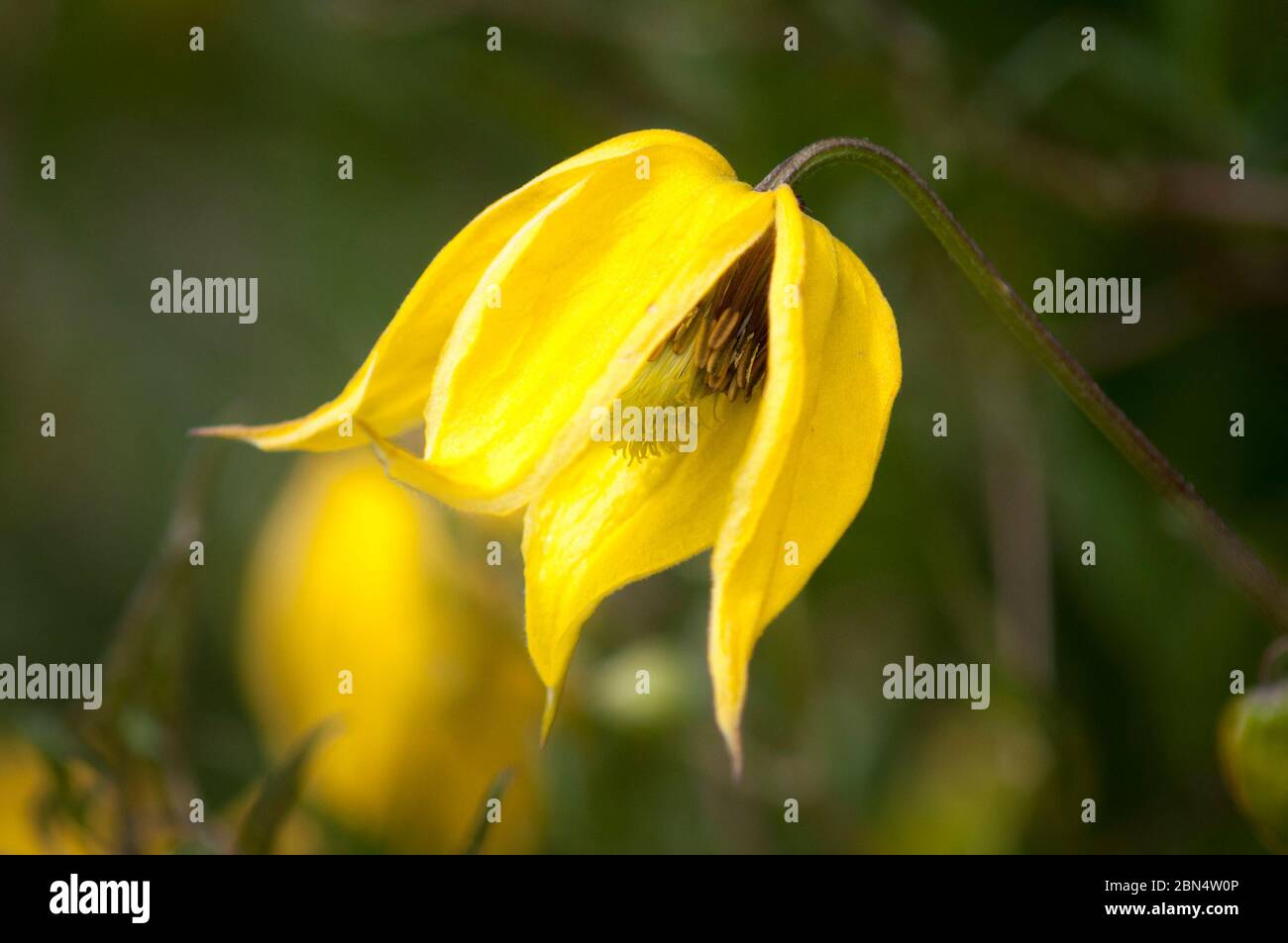 Yellow Clematis, Clematis tangutica, invasive alien wildflower Stock ...