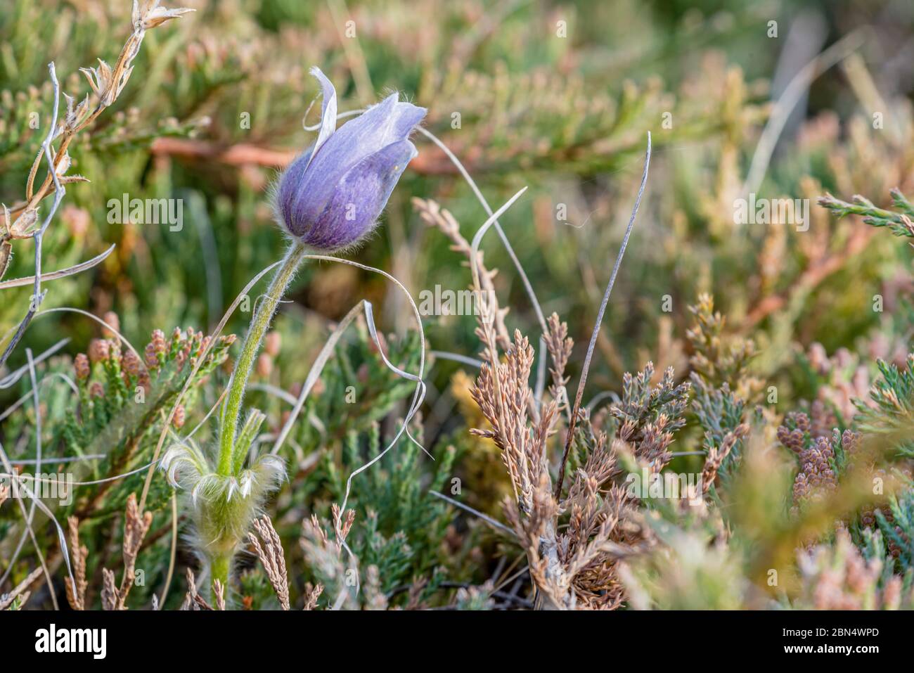 Purple prairie crocus just about to open among wild grasses in ...