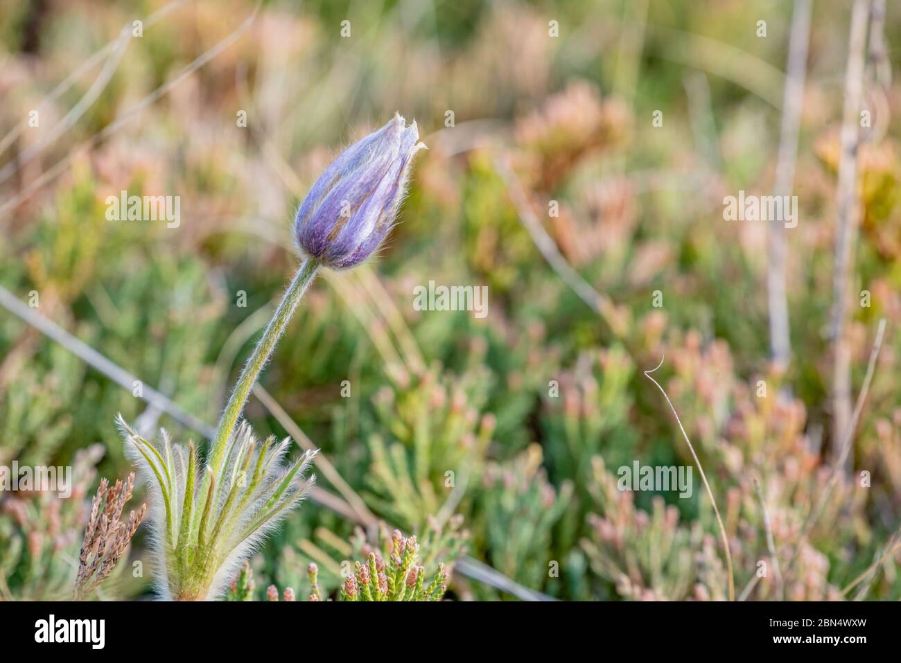 Purple prairie crocus just about to open among wild grasses in ...