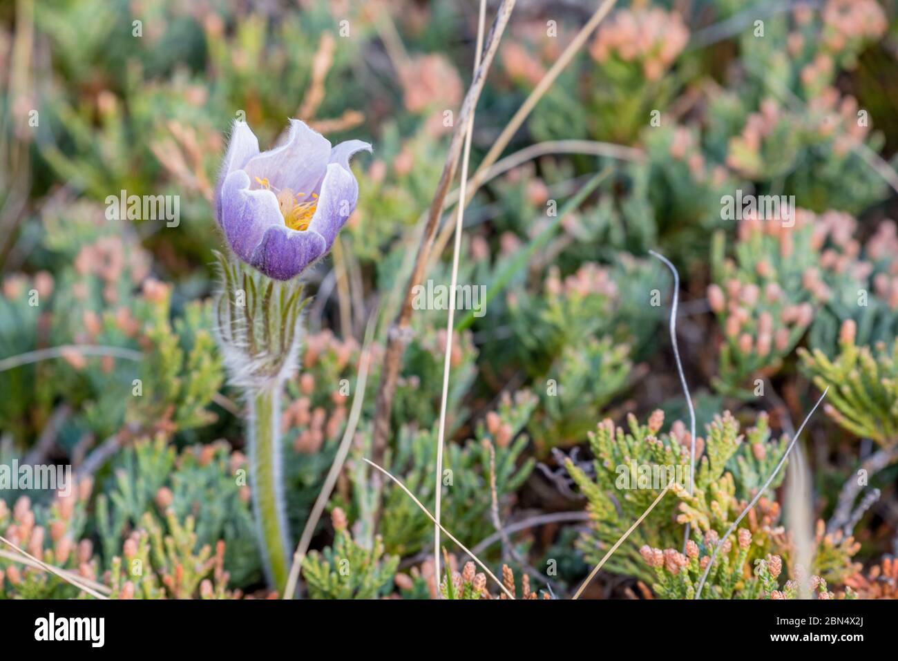 Purple prairie crocus among wild grasses in Saskatchewan, Canada Stock ...