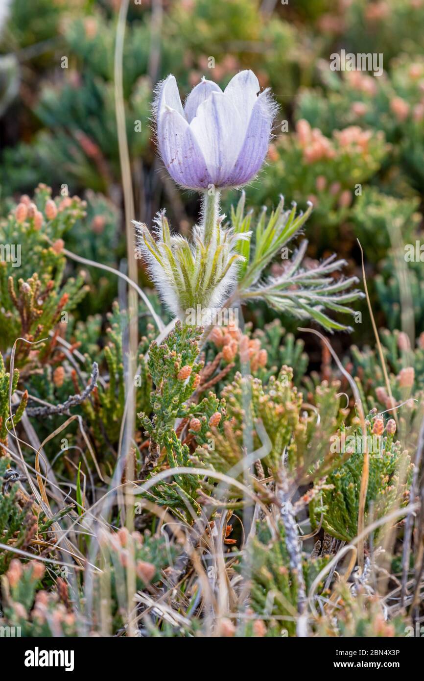 Purple prairie crocus among wild grasses in Saskatchewan, Canada Stock ...