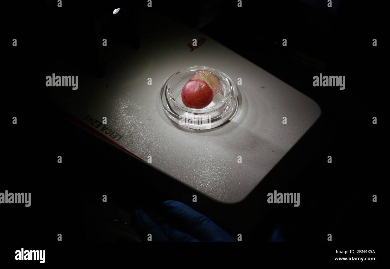 On April 16, 2020, a U.S. Customs and Border Protection agricultural ...